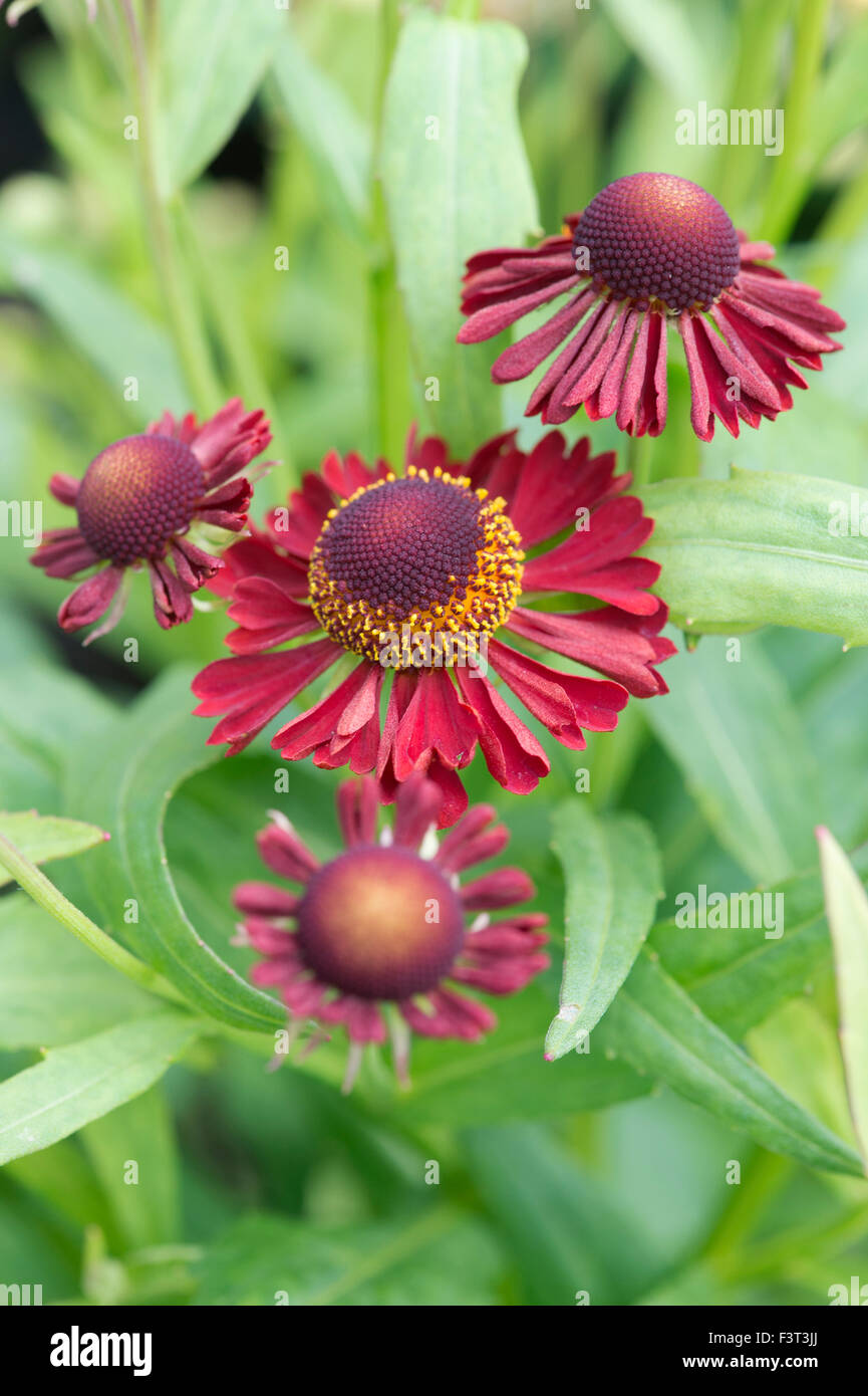 Helens flower hi-res stock photography and images - Alamy