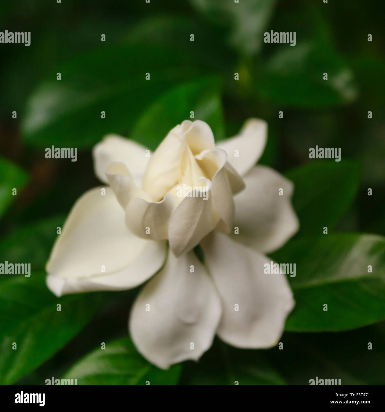 The opening of a flower Stock Photo - Alamy