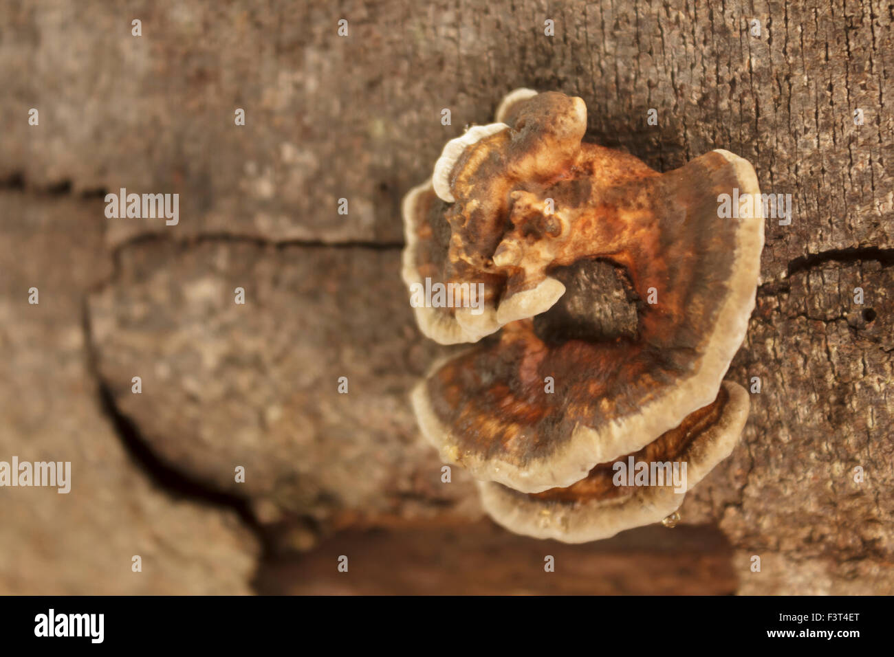 Mushroom bloom hi-res stock photography and images - Alamy