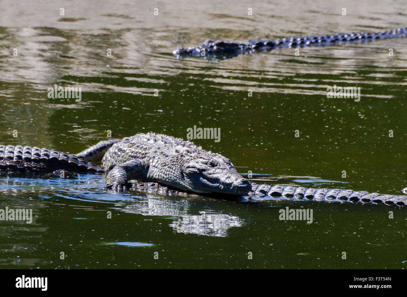 Crocodiles floating on each other in the water Stock Photo - Alamy