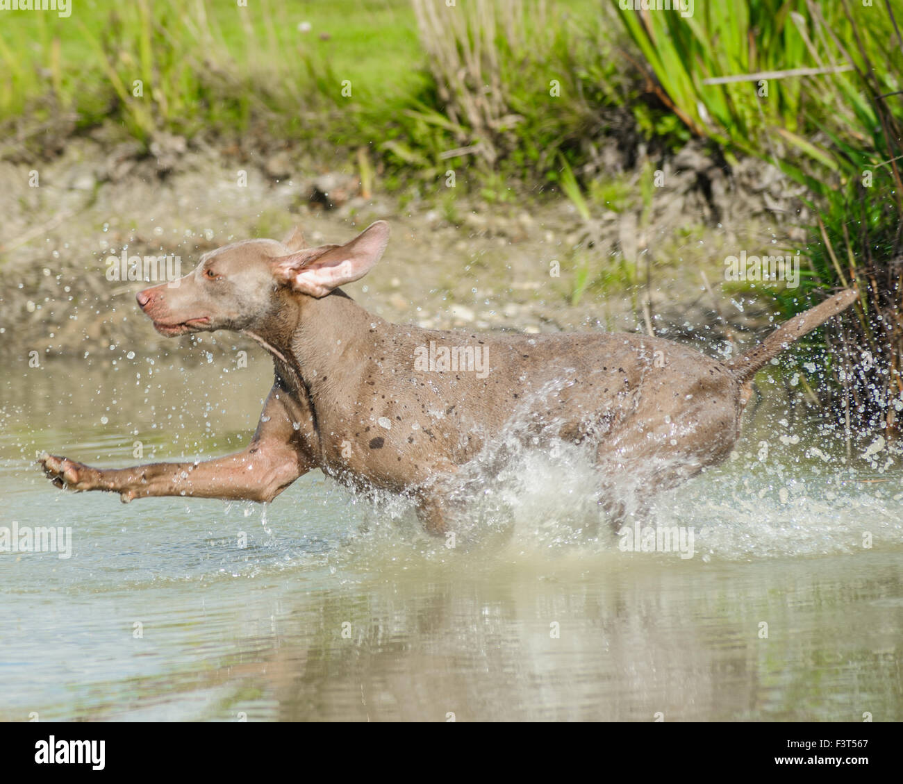 A Weimaraner dog running and jumping into a lake on a hot summers day ...