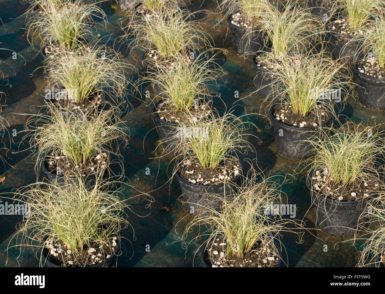 Greater Brown Sedge Carex brunnea ' Variegata' young potted plants ...