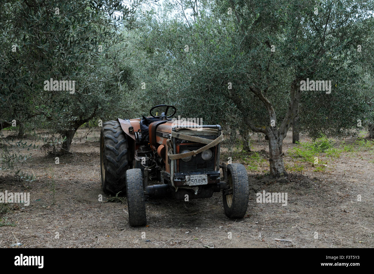 Olives Harvest Tractor High Resolution Stock Photography and Images - Alamy