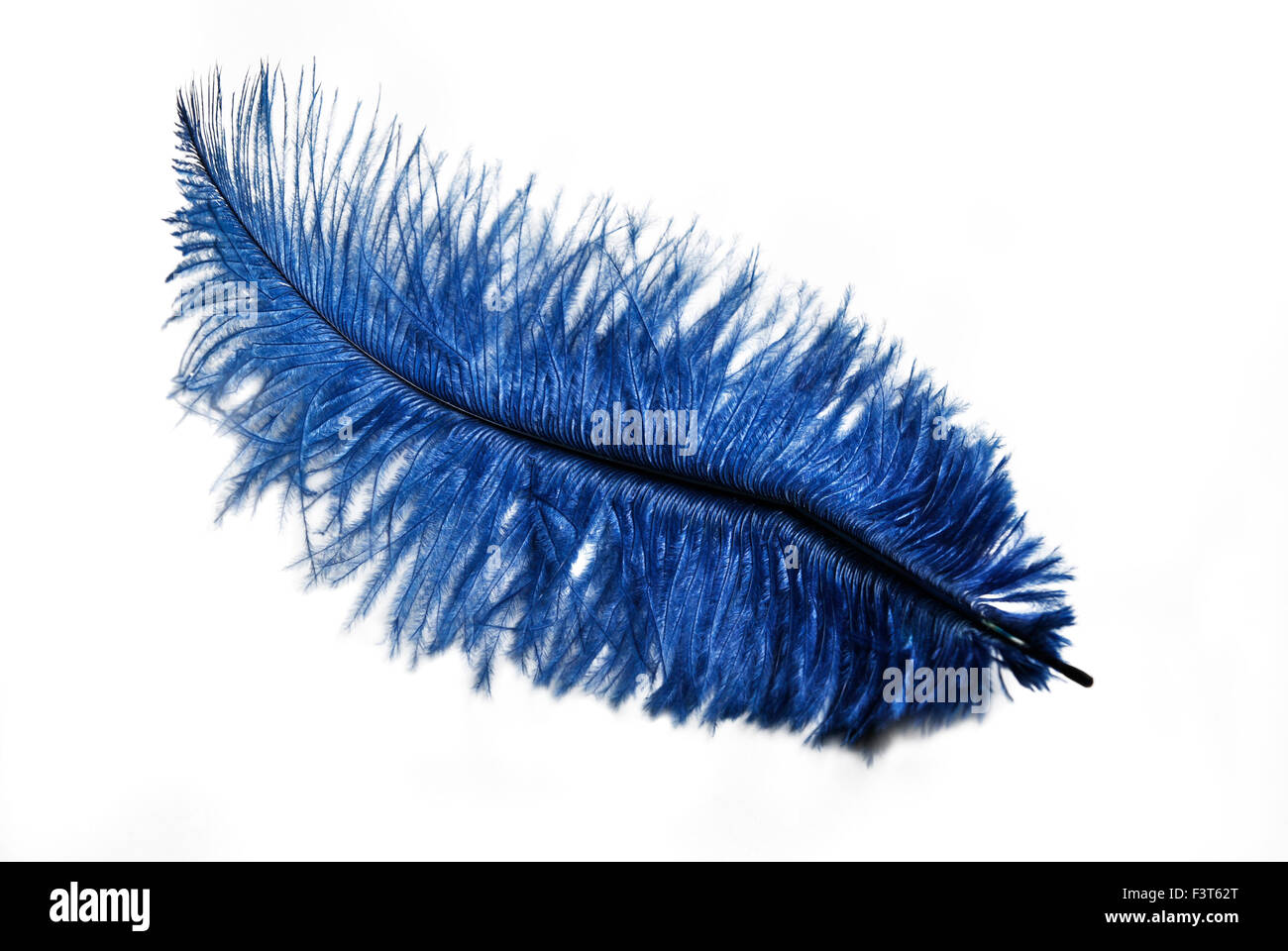 Elegant feather isolated Cut Out Stock Images & Pictures - Alamy