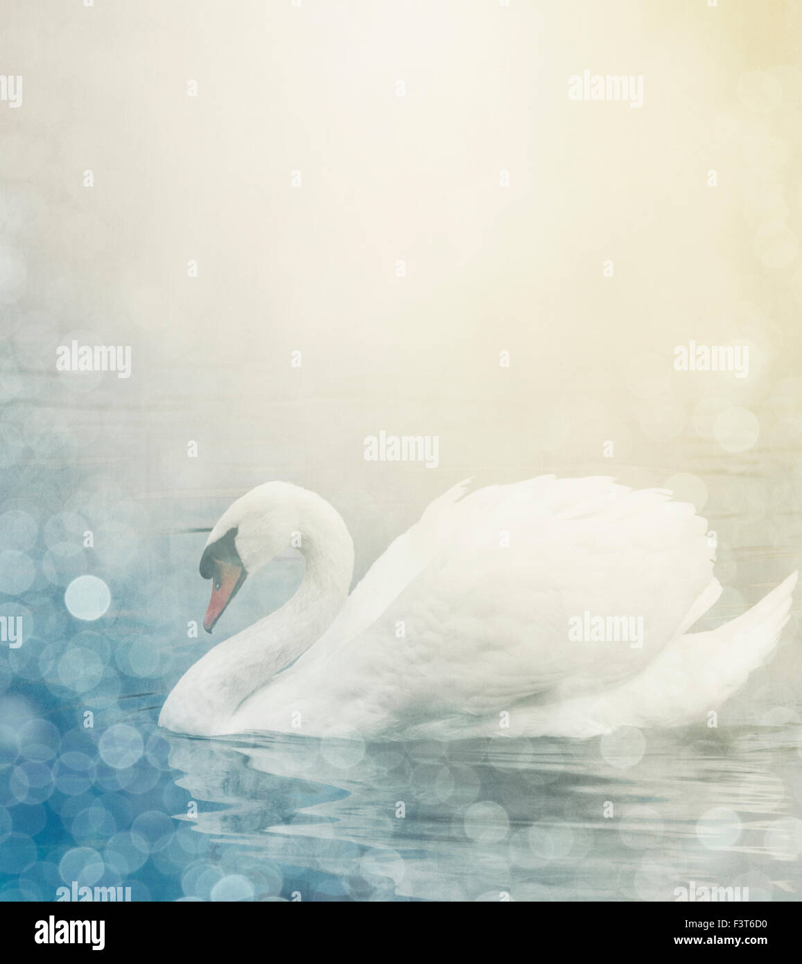Beautiful swan in the lake Stock Photo - Alamy
