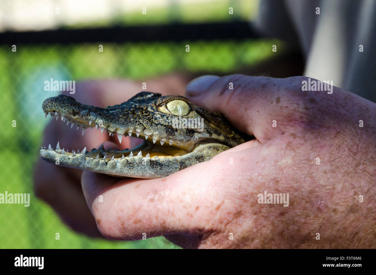 Baby crocodile in the hands Stock Photo - Alamy