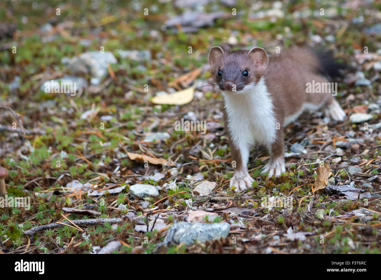 Brown Ermine