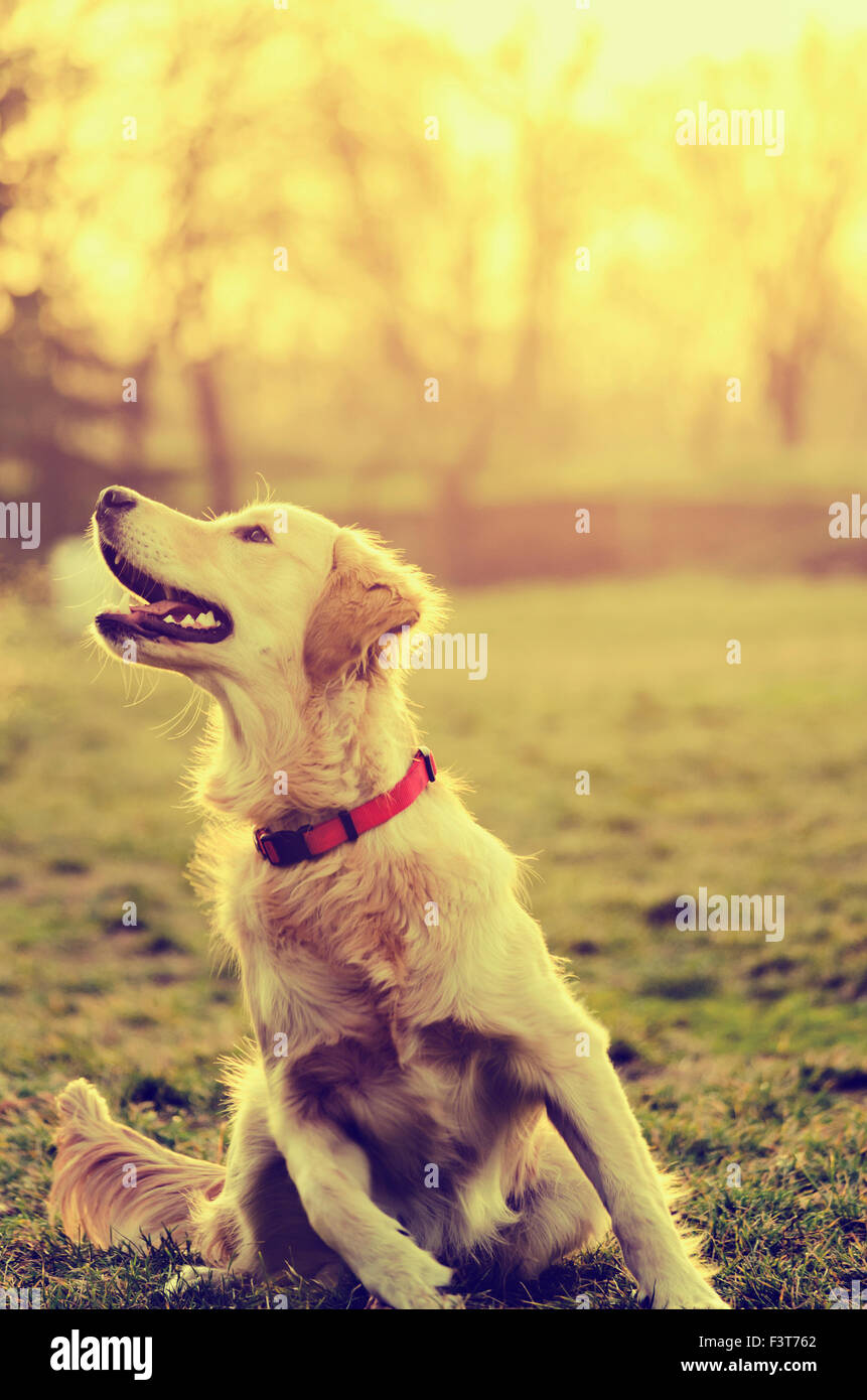 Dog playing in the park Stock Photo - Alamy