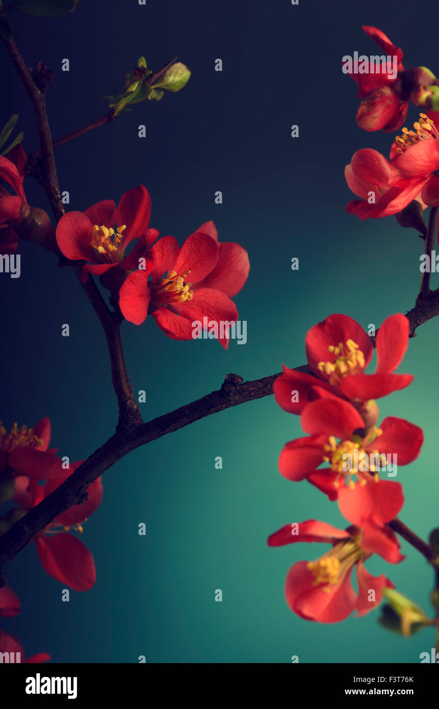 Beautiful spring blossom in front of blue background Stock Photo - Alamy