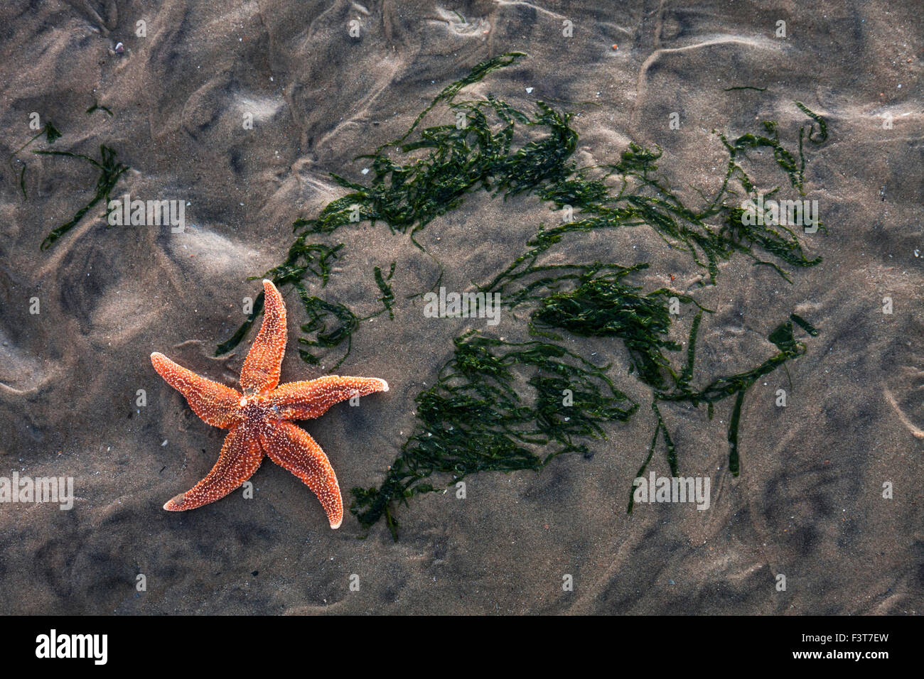 Seaweed tide fish High Resolution Stock Photography and Images - Alamy