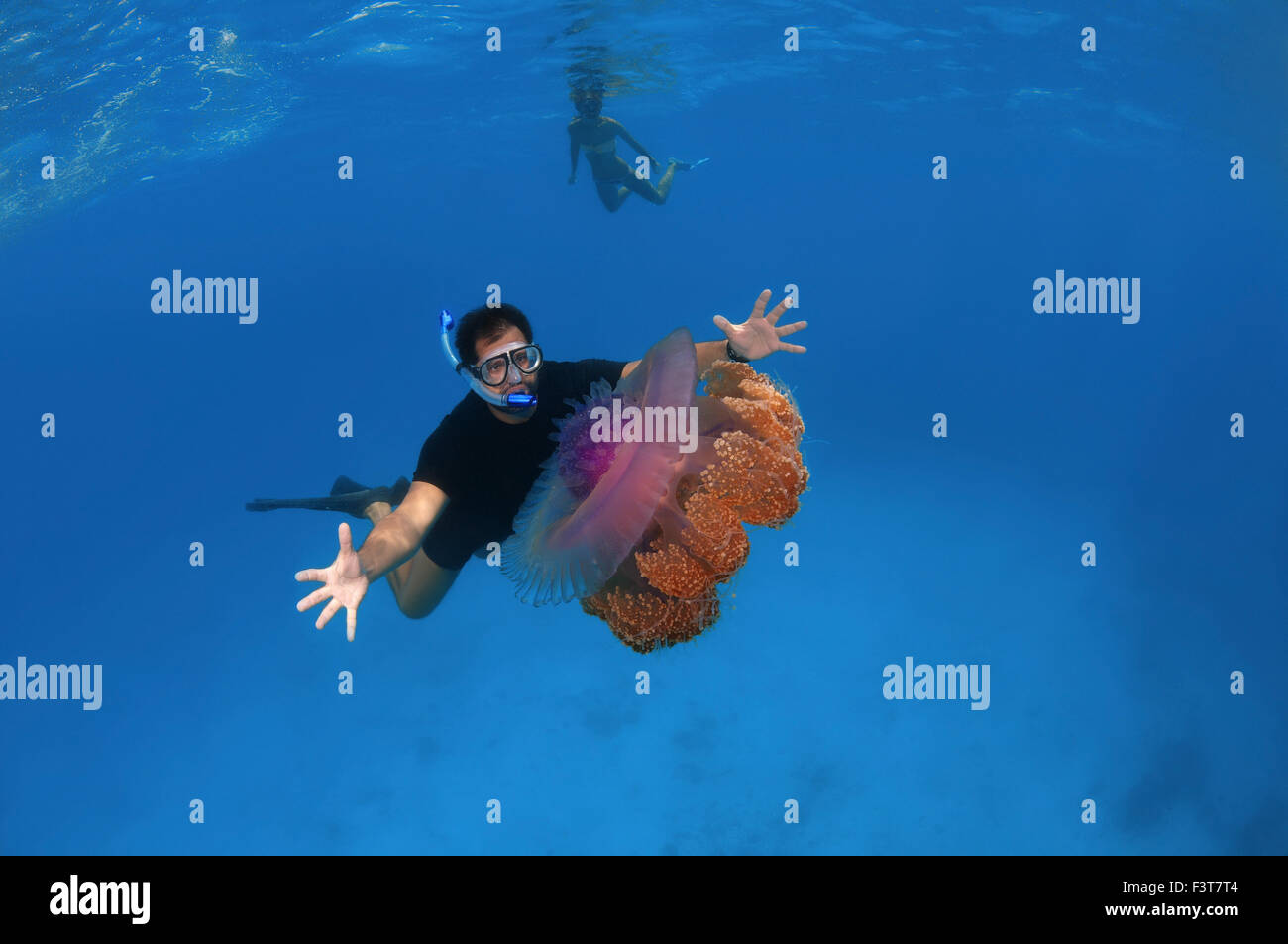 Crowned jellyfish cephea cephea hi-res stock photography and images - Alamy