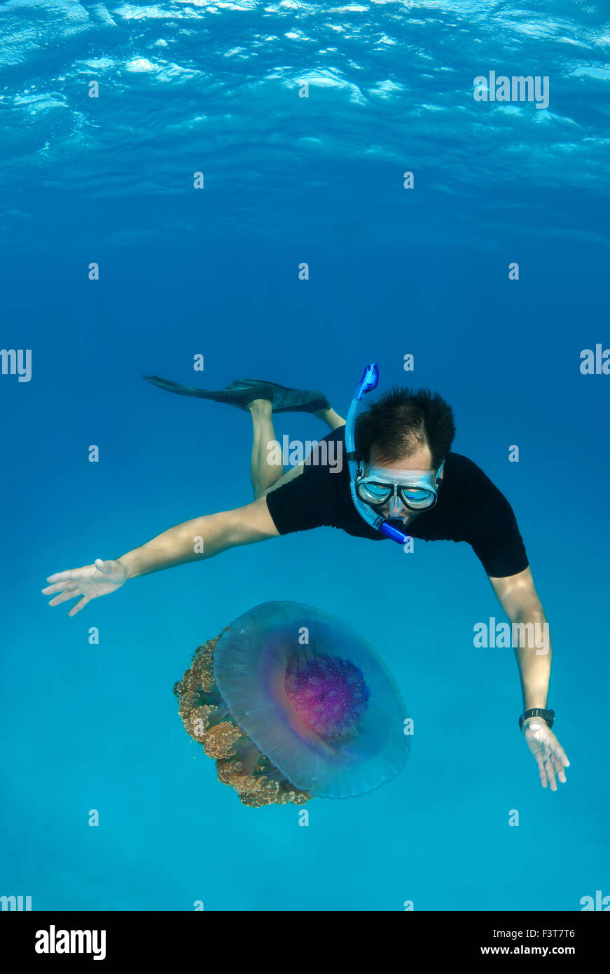 Crowned jellyfish cephea cephea hi-res stock photography and images - Alamy