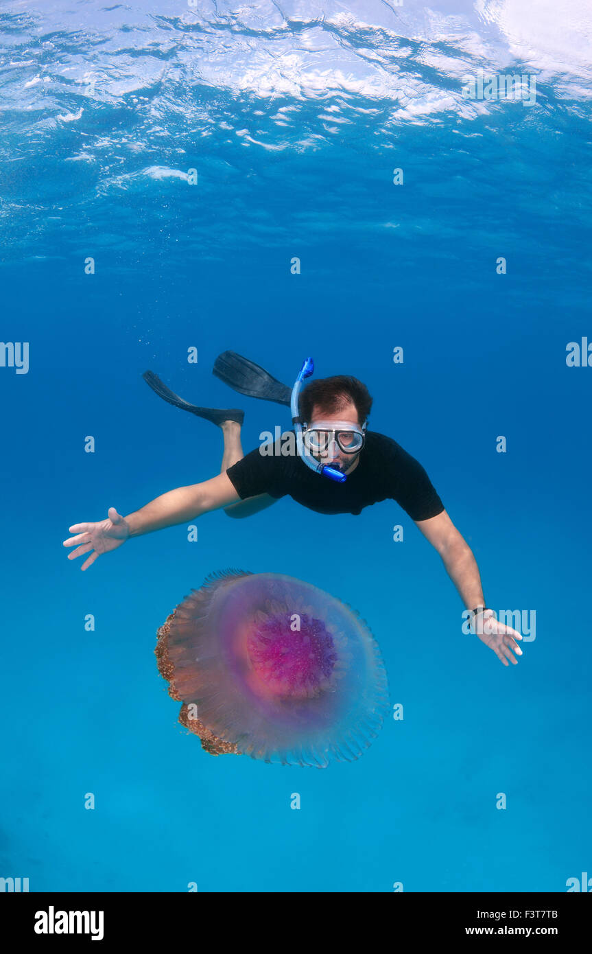 Crowned jellyfish cephea cephea hi-res stock photography and images - Alamy