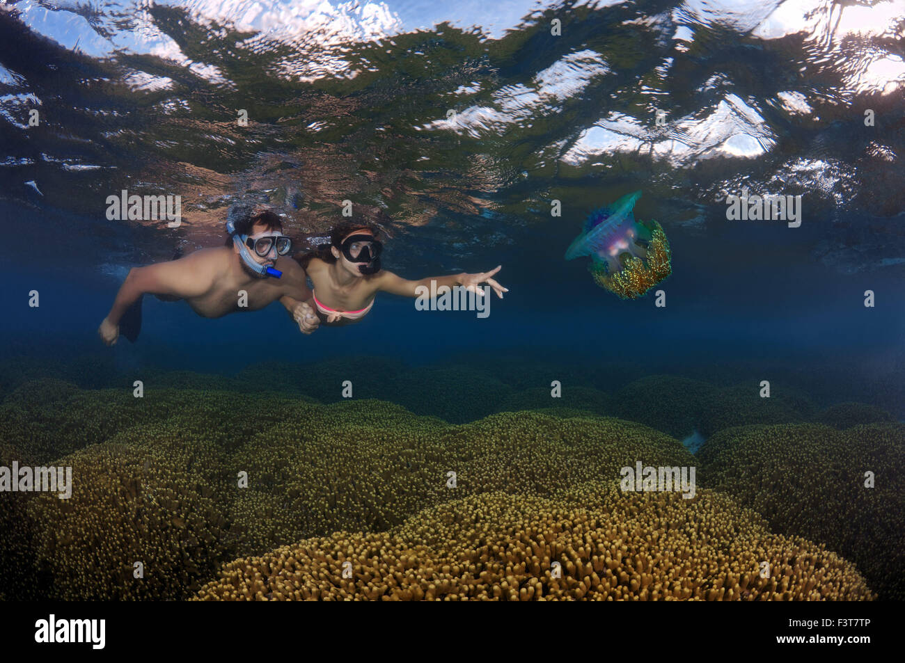 Crowned jellyfish cephea cephea hi-res stock photography and images - Alamy