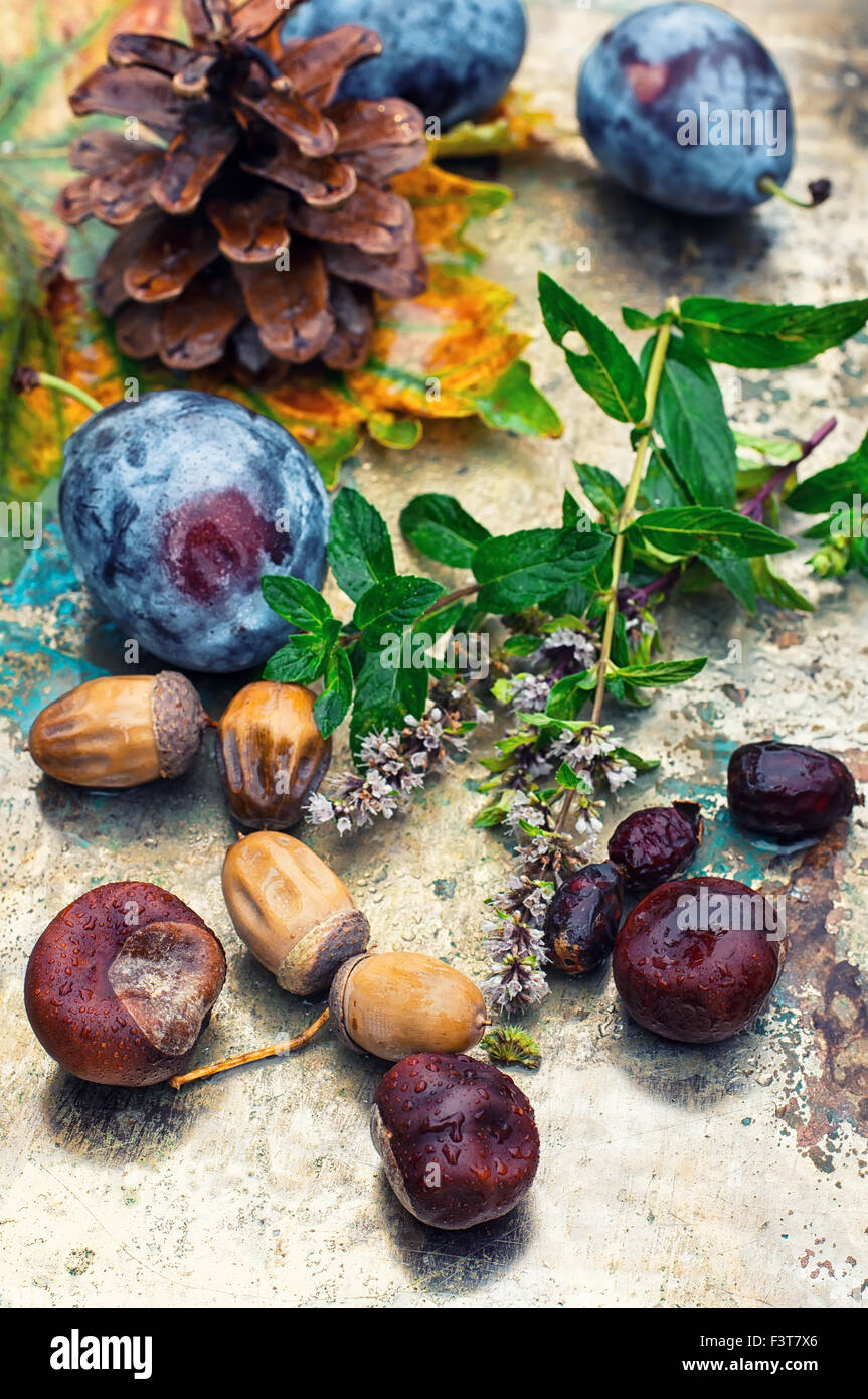 Empty autumn pinecone,acorns and chestnuts on metal surface Stock Photo ...