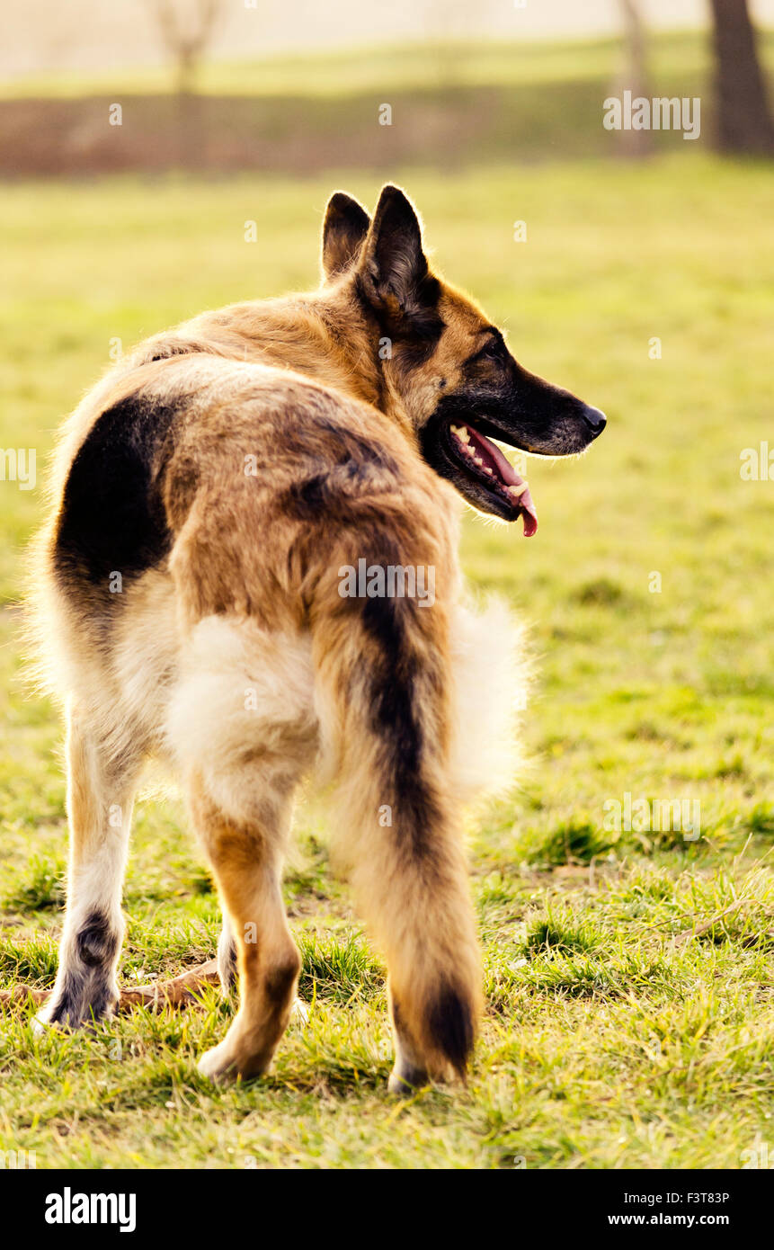 German shepherd in the park Stock Photo - Alamy