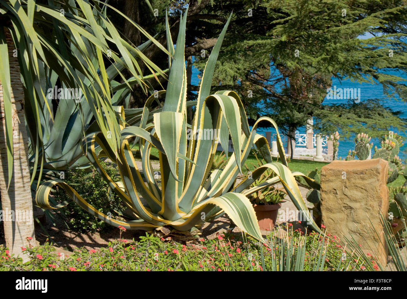 Tropical plant Agave in garden on sea shore Stock Photo - Alamy