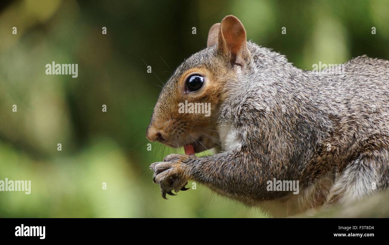 Elvaston hi-res stock photography and images - Alamy