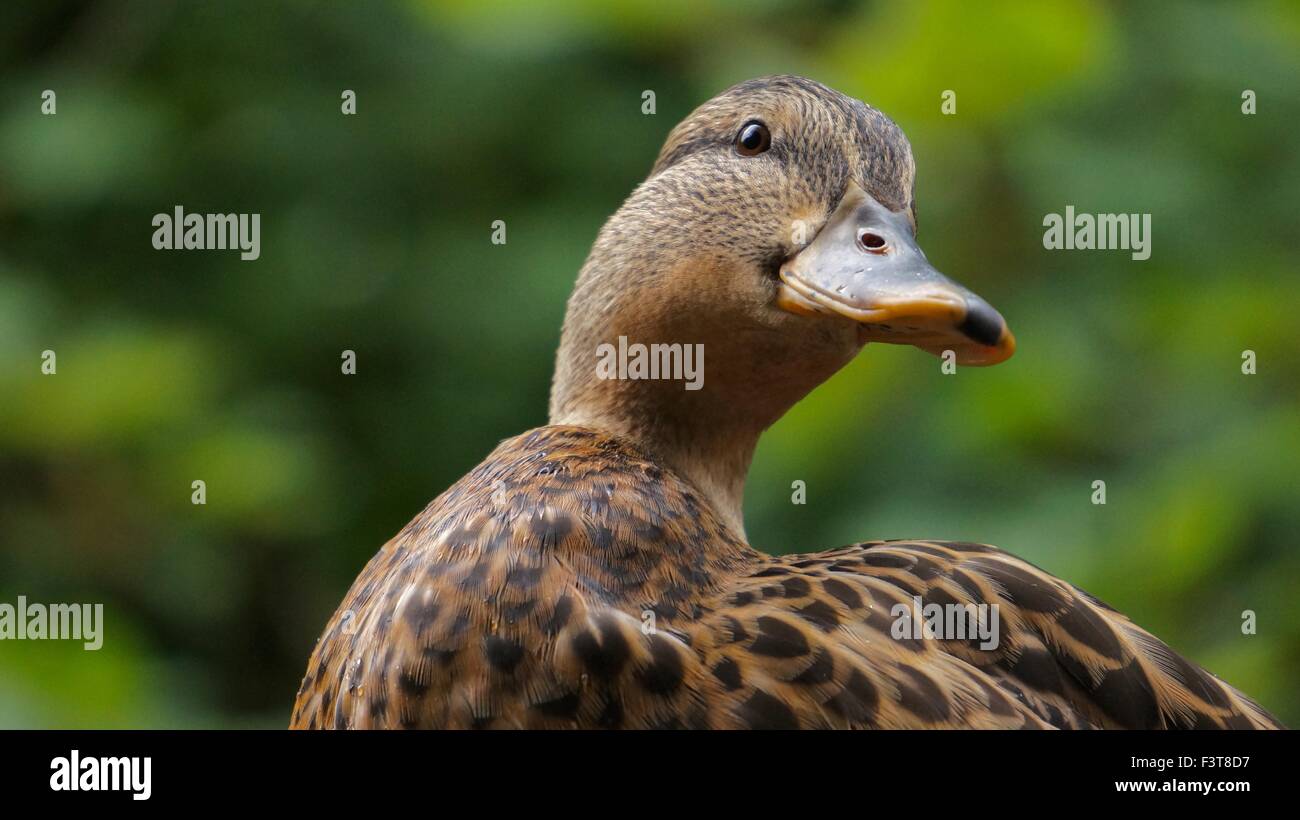 A head and shoulder pose of a Mallard duck Elvaston Derby Stock Photo ...