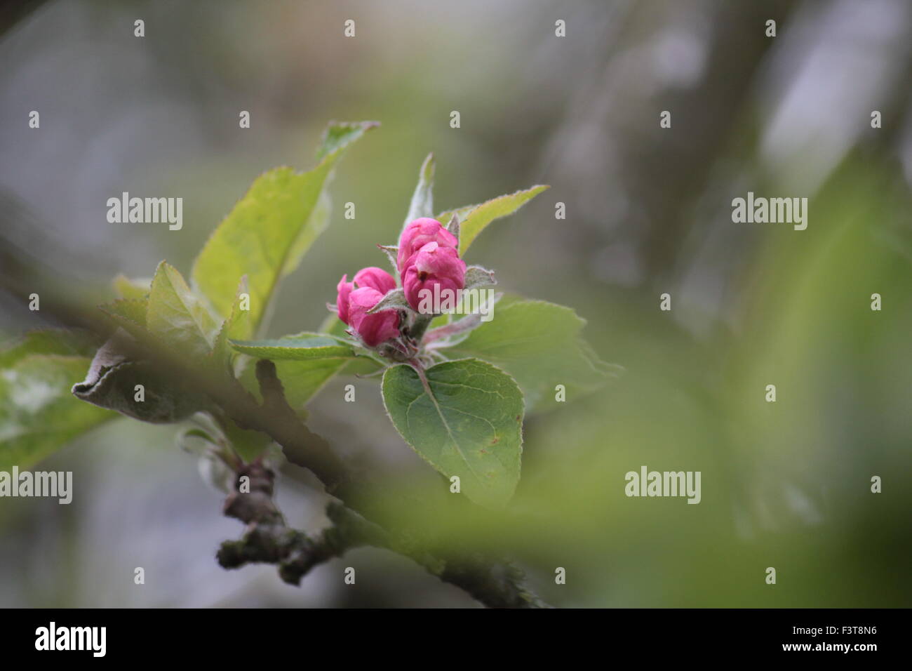 Undeveloped flower buds hi-res stock photography and images - Alamy