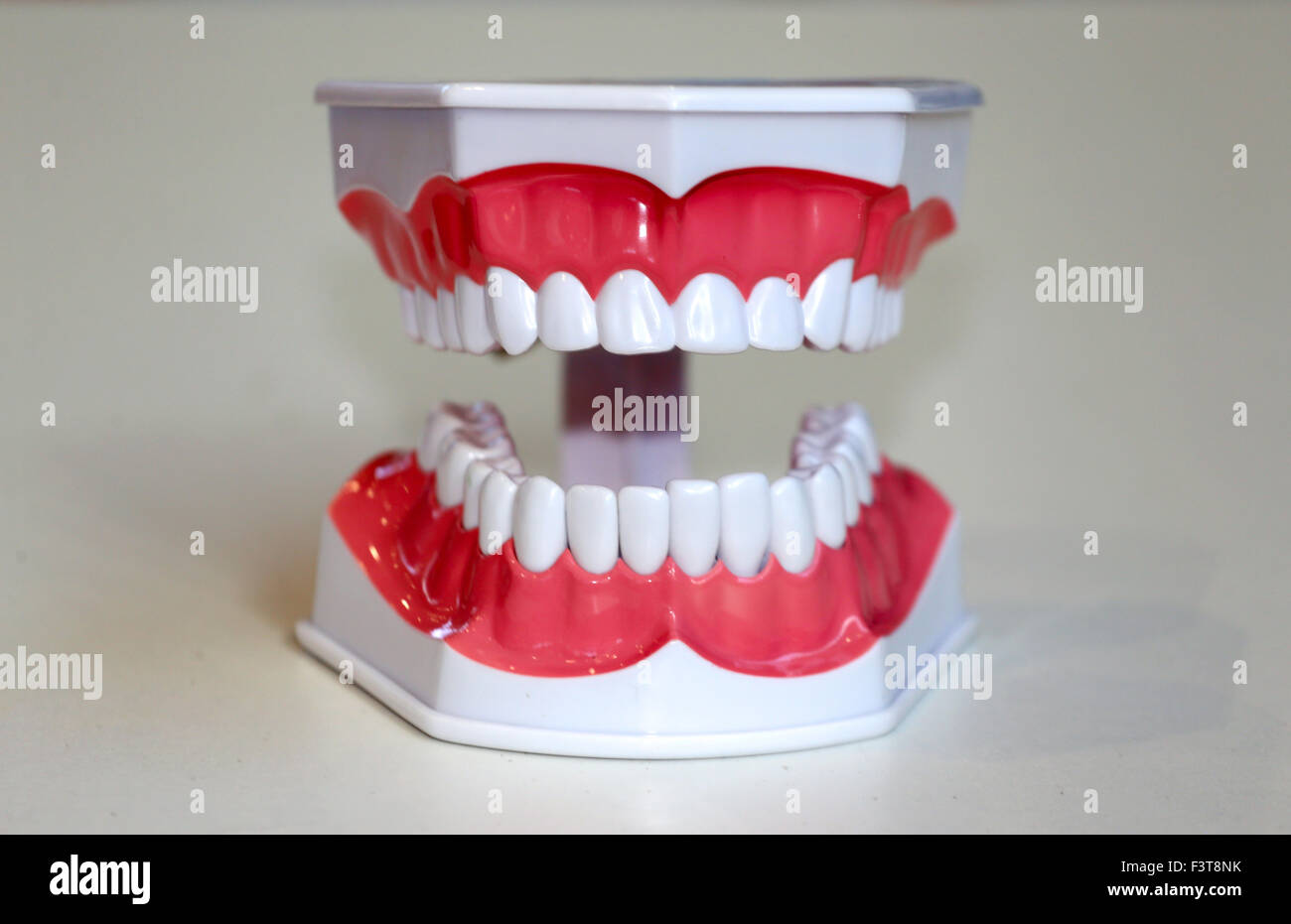 Teeth anatomical model demo against white background Stock Photo - Alamy
