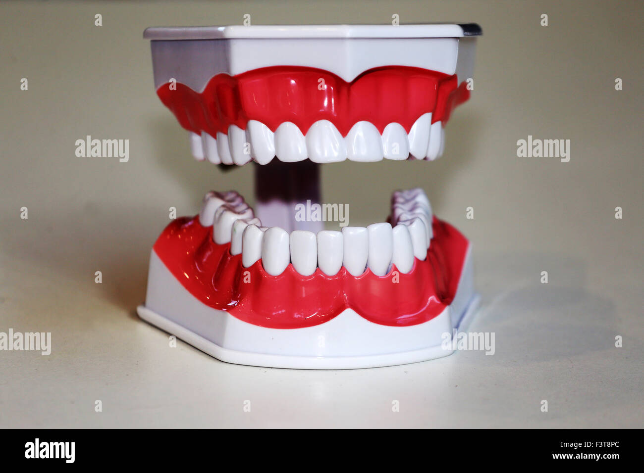 Teeth anatomical model demo against white background Stock Photo - Alamy