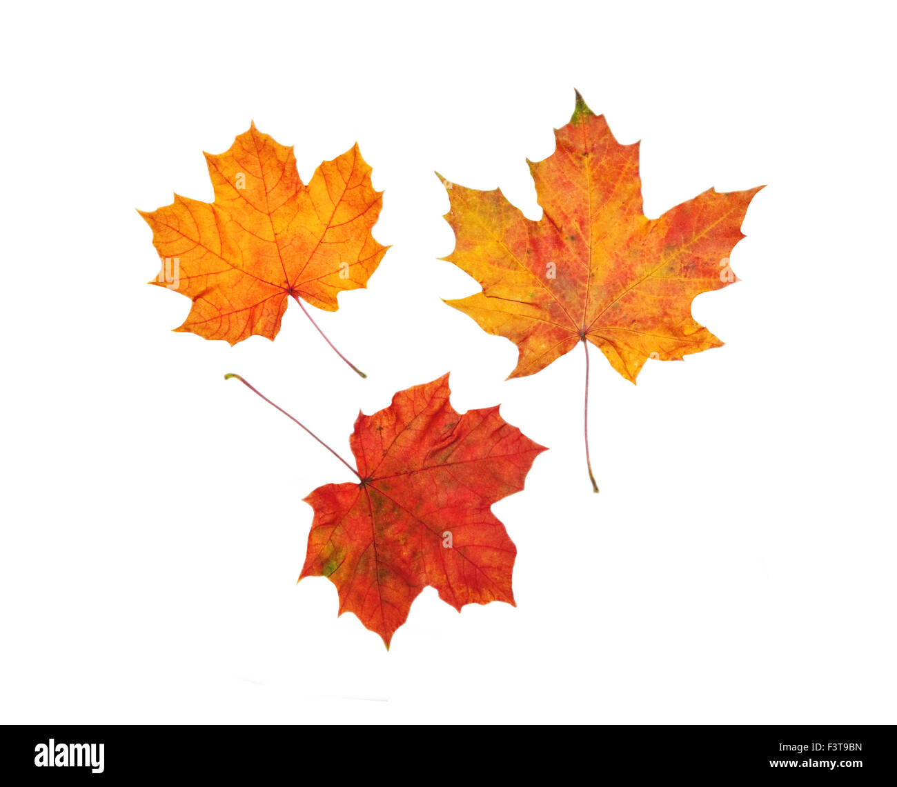 Autumn maple leaves round Cut Out Stock Images & Pictures - Alamy