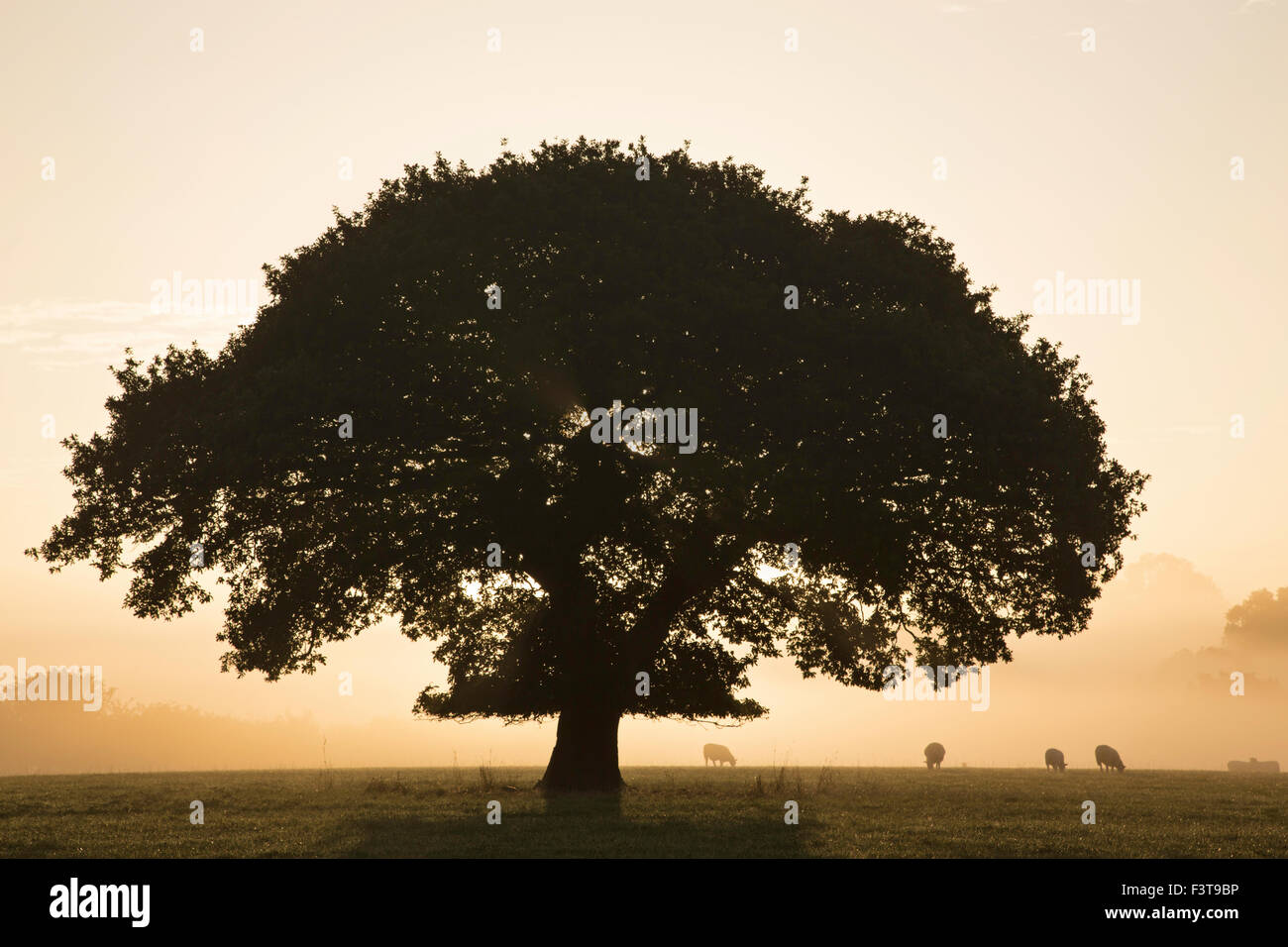 Dawn over English countryside, England, UK Stock Photo - Alamy