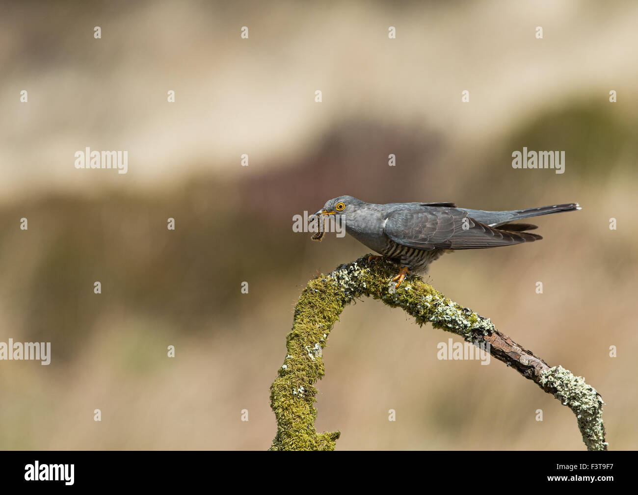 Cuckoo eating a caterpillar Stock Photo - Alamy