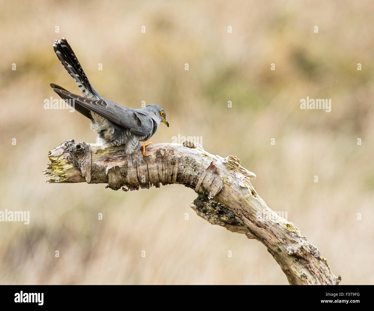 Cuckoo and caterpillar hi-res stock photography and images - Alamy
