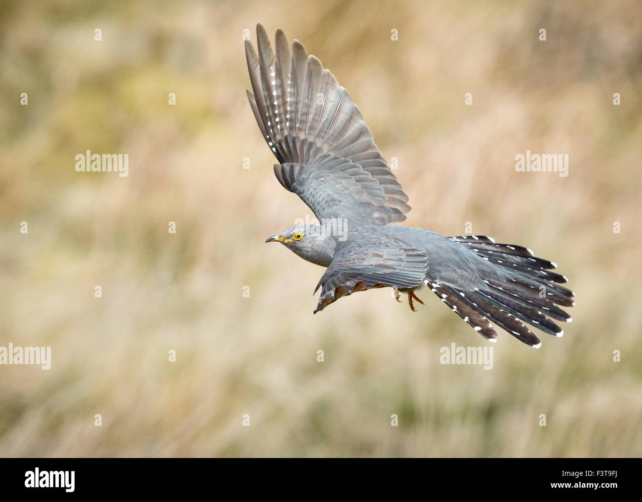 Cuckoo in flight Stock Photo - Alamy