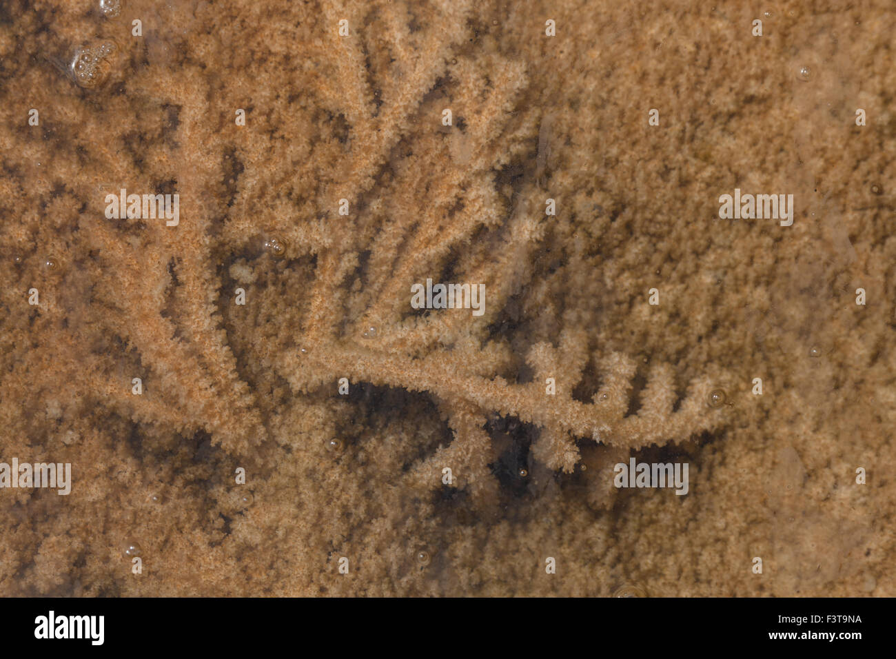 Small bacteria living in hot volcanic water which have covered a branch ...