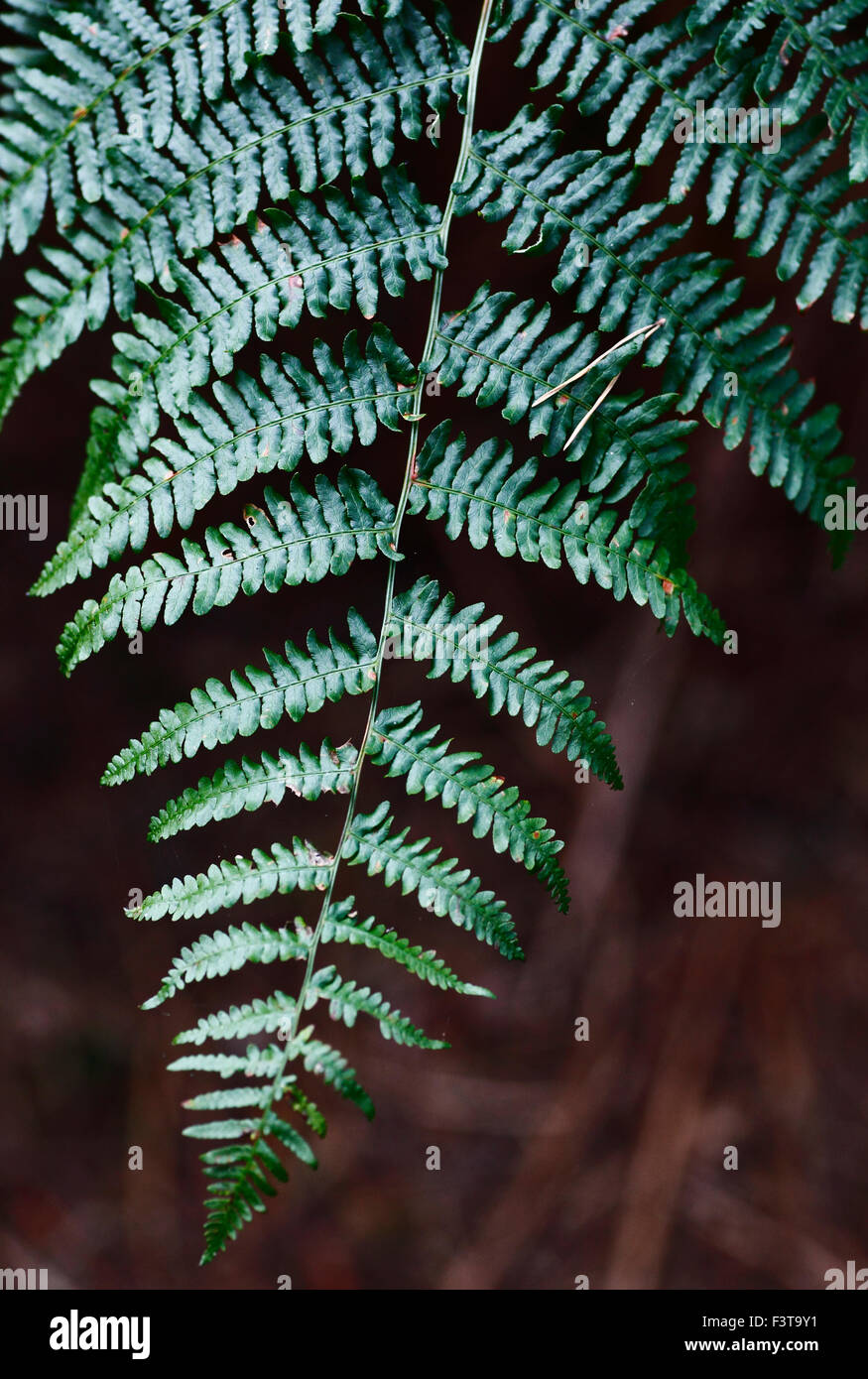 Fern leaf hi-res stock photography and images - Alamy
