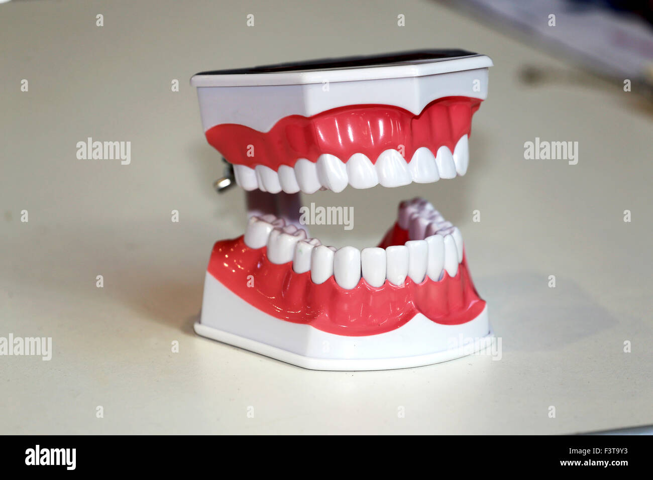 Teeth anatomical model demo against white background Stock Photo - Alamy