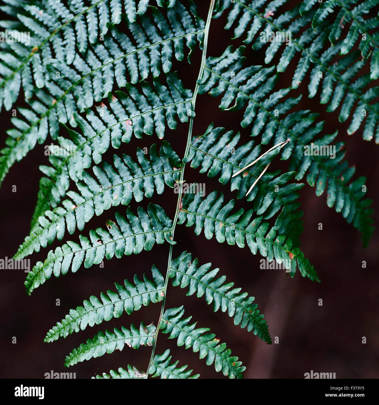 Fern leaf hi-res stock photography and images - Alamy