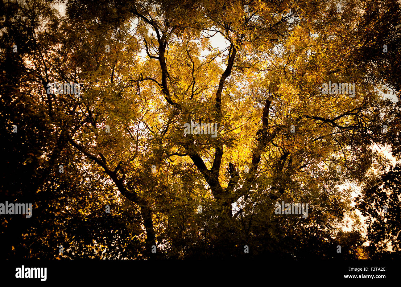 Into the tree hi-res stock photography and images - Alamy