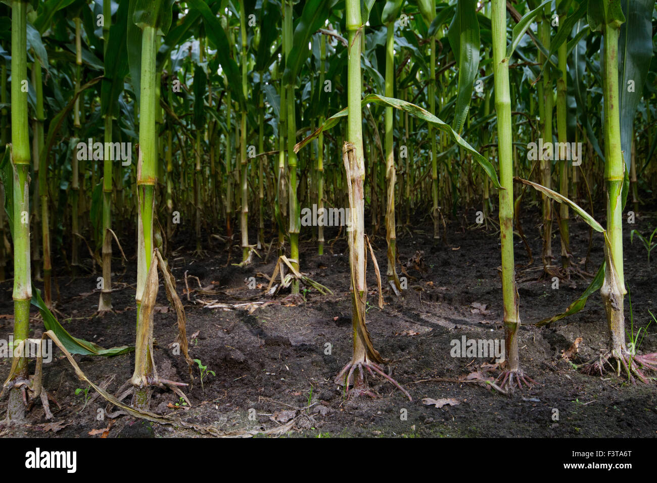 View in a Maize field: earth, roots and stems Stock Photo - Alamy