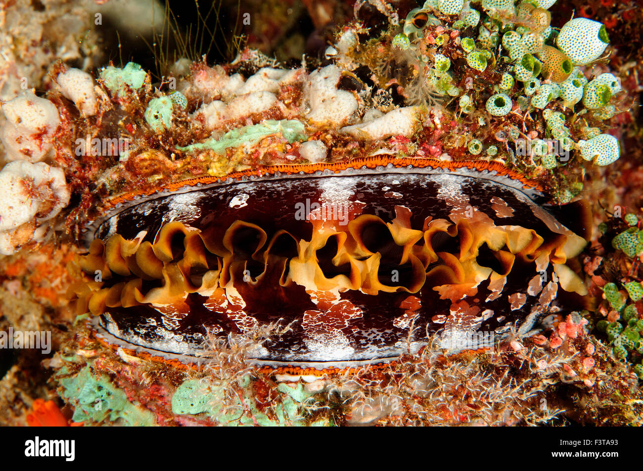 Spondylus High Resolution Stock Photography and Images - Alamy