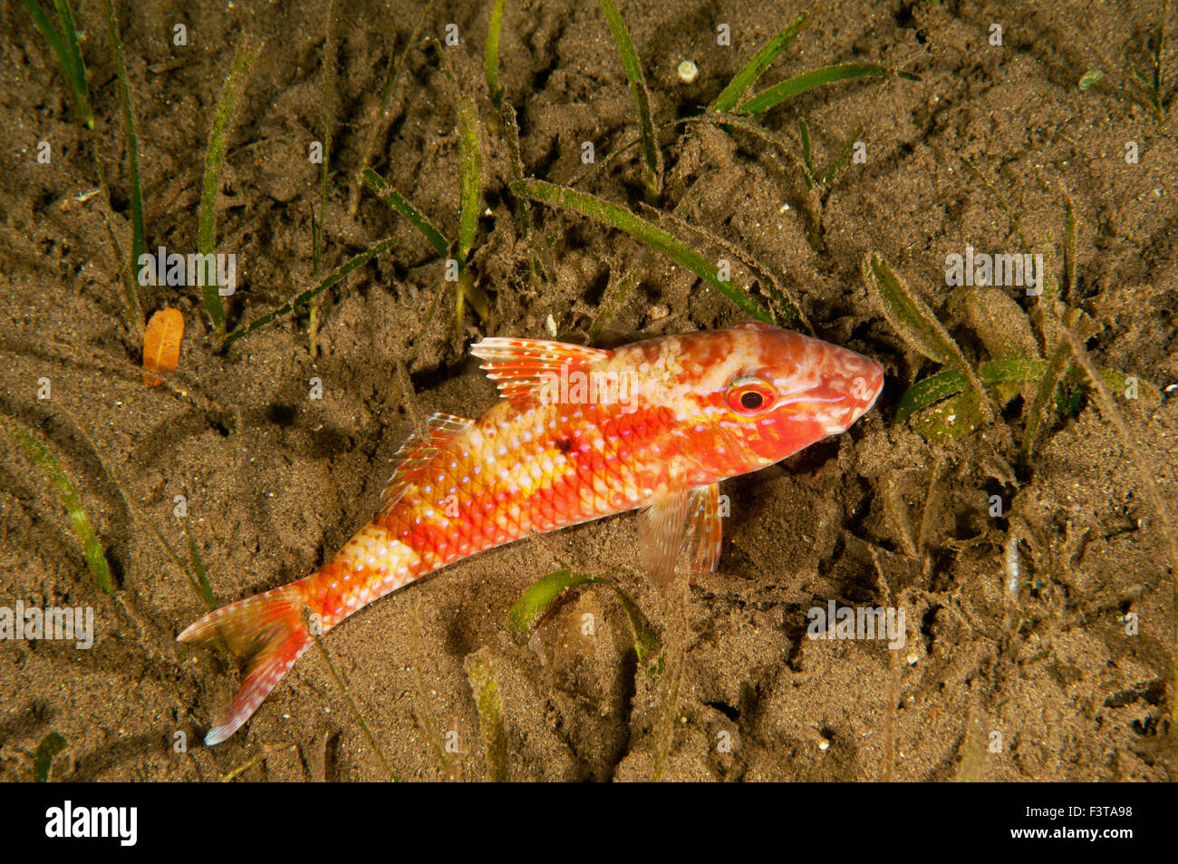 Black spot goatfish hi-res stock photography and images - Alamy