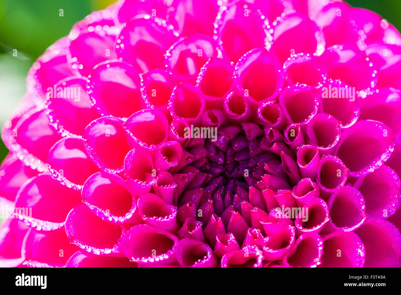 Flower named for harmony hi-res stock photography and images - Alamy