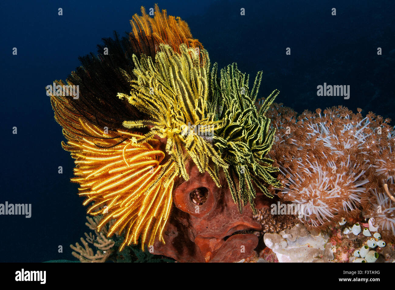 Reef scenic with colorful crinoids, Flores Indonesia Stock Photo - Alamy