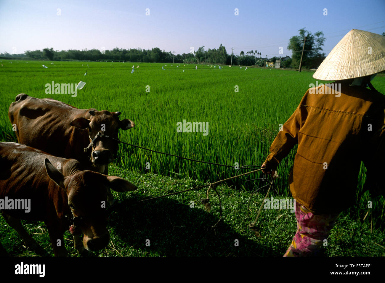 Vietnam, Hoi An, rice fields, Vietnamese farmer with water buffalos ...