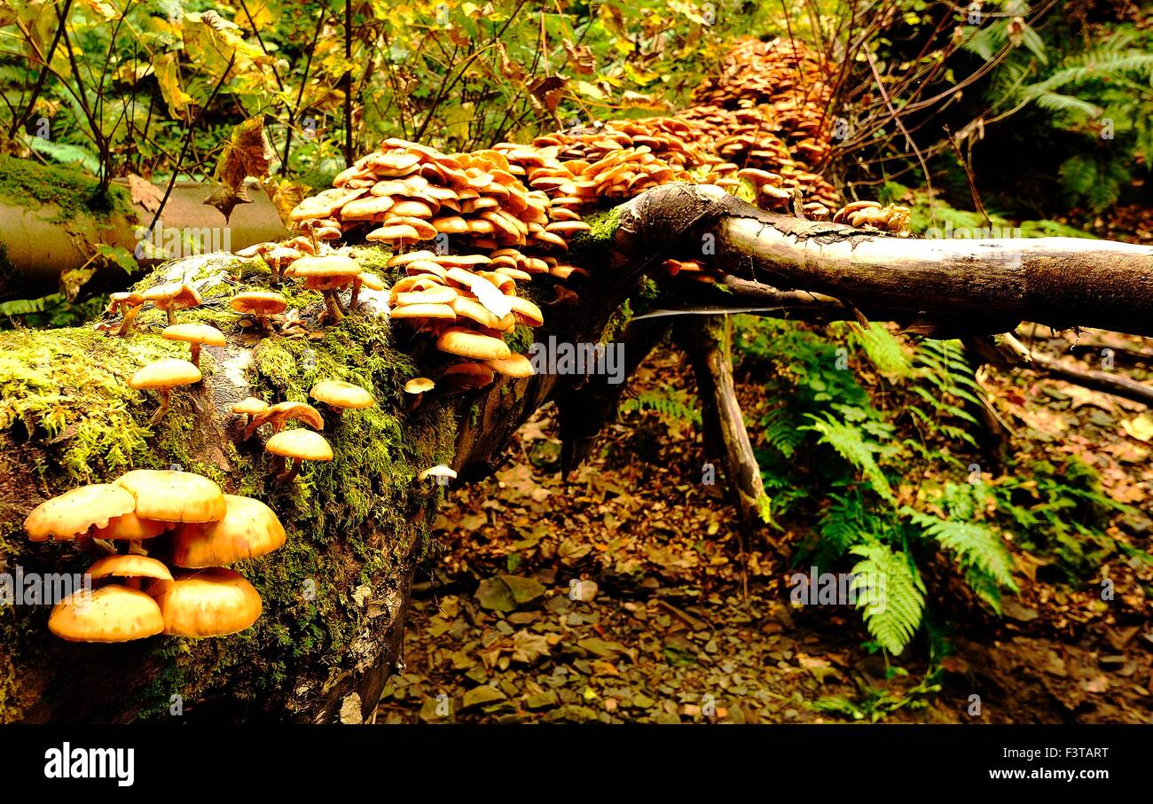 Autumn Fungi on a fallen tree Stock Photo - Alamy