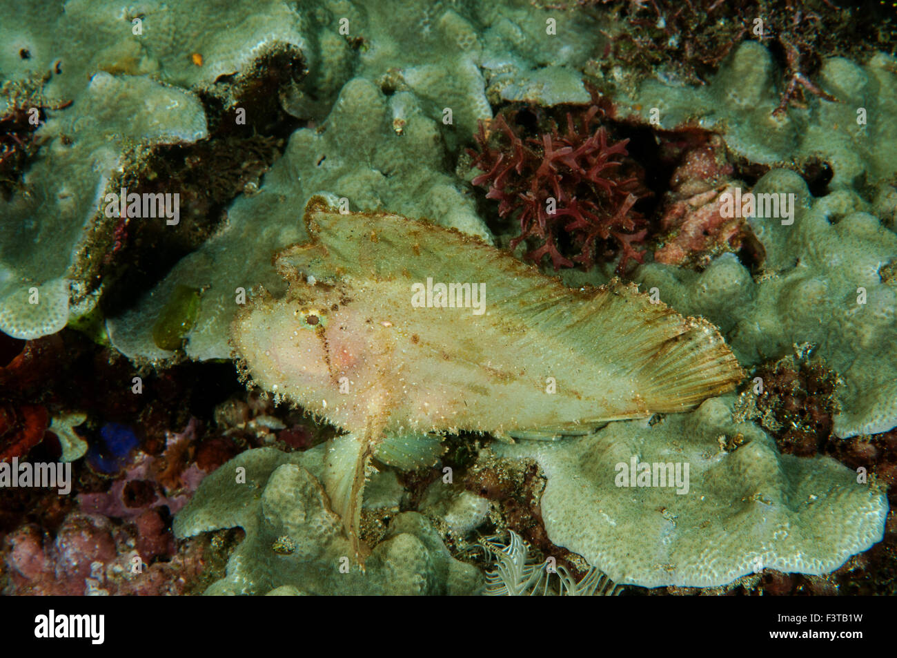 Leaf scorpionfish, Taenianotus triacanthus, Flores Indonesia Stock ...