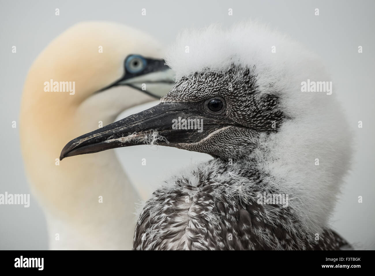Gannet chick bill hi-res stock photography and images - Alamy