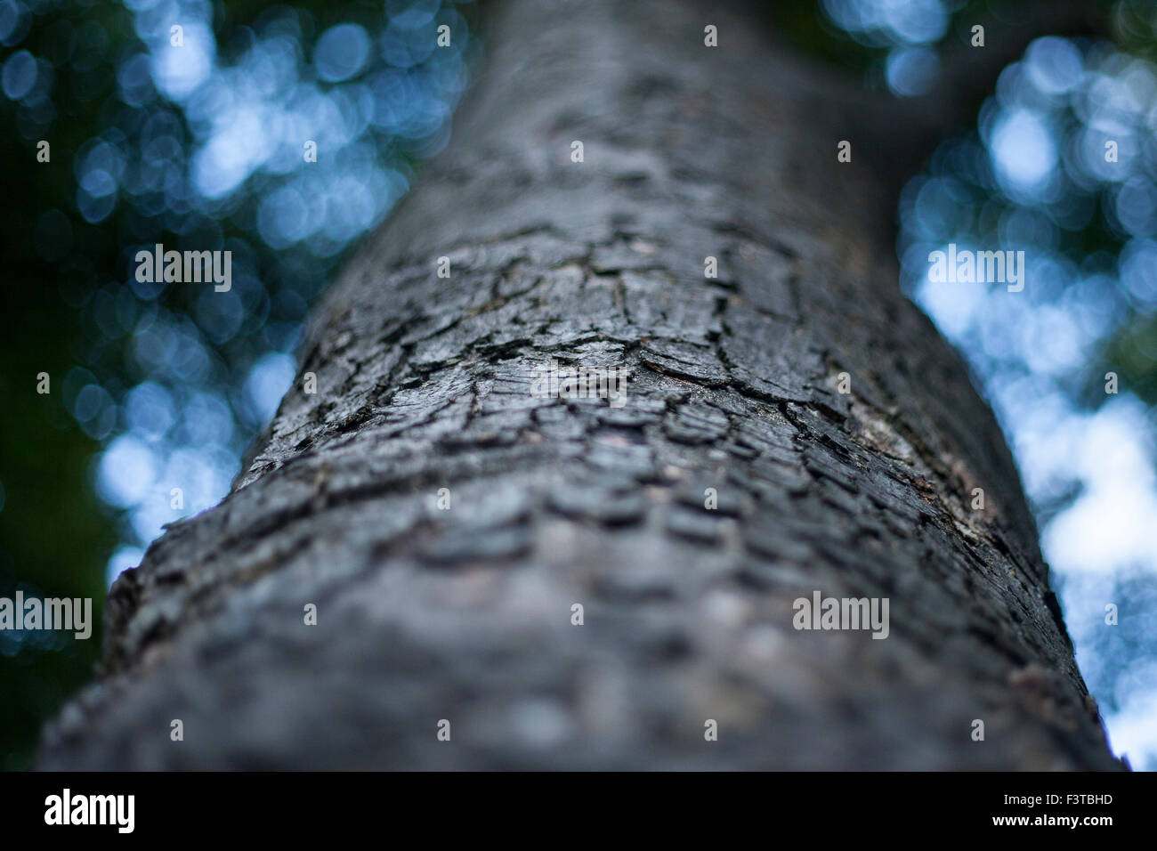 Colour tree wood trunk hi-res stock photography and images - Alamy