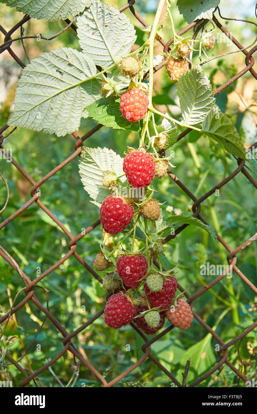 Big red ripe juicy raspberries on a netting Stock Photo - Alamy