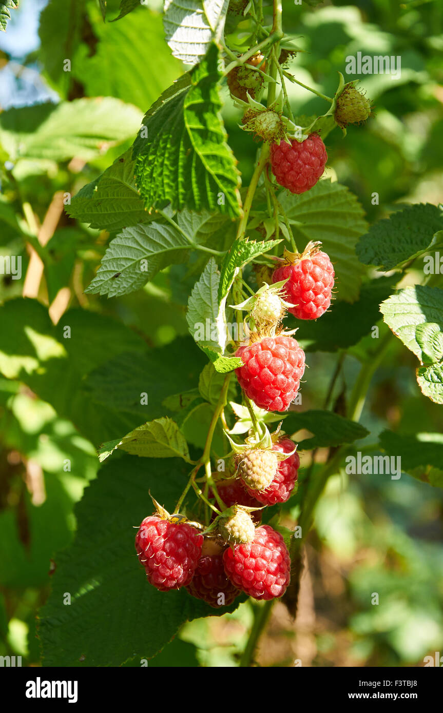 Red and ripe hi-res stock photography and images - Alamy
