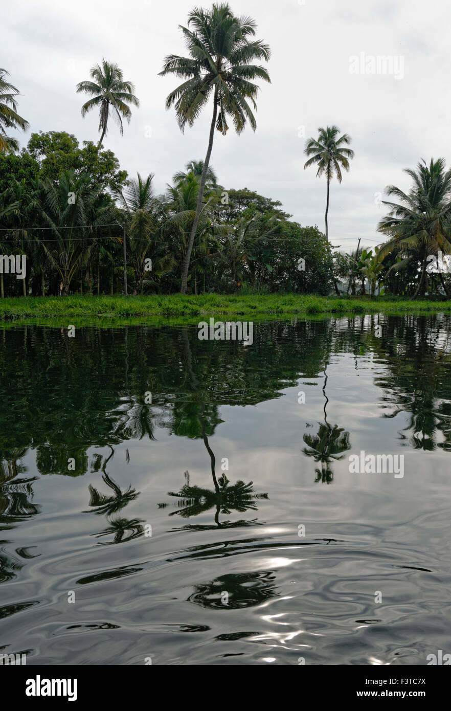 River and a tropical shoreline, Kerala India Stock Photo - Alamy
