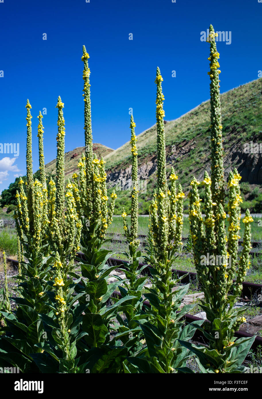 Common Mullein; velvet plant; Verbascum thapsus; Scrophulariaceae ...